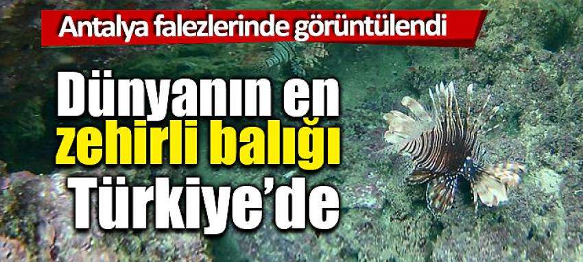 Dunyaninenzehirlibaligi